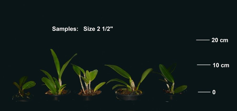 Tamanho da Plantas – AWZ Orquídeas