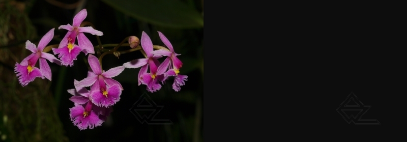 Epi. calanthum – AWZ Orquídeas