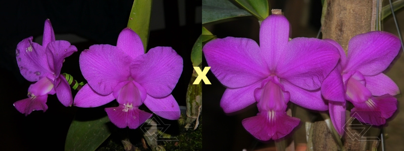 C. walkeriana [tipo ‘Rio Claro’ x (rubra flamea ‘Portinari’ x SLF ...
