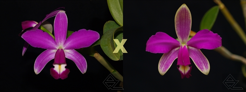 C. violacea – AWZ Orquídeas