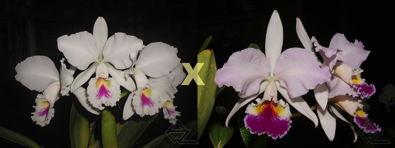 C. labiata – AWZ Orquídeas