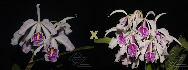 C. maxima semi alba [‘La Pedreña’ x (4/4)] – AWZ Orquídeas