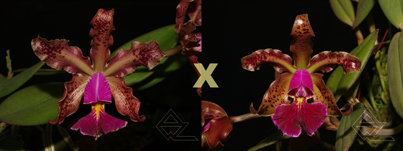 C. schilleriana (‘Boazuda’ x tipo-select) – AWZ Orquídeas