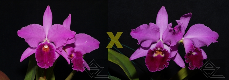 C. labiata – AWZ Orquídeas