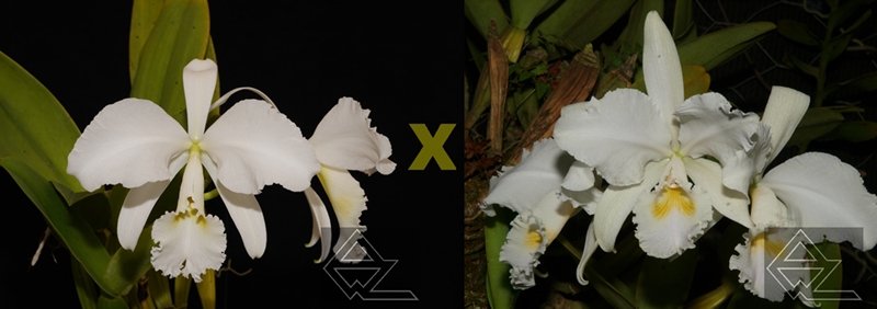 C. warneri (alba (Z-503) x suavissima ‘Ricardo bells’) – AWZ Orquídeas