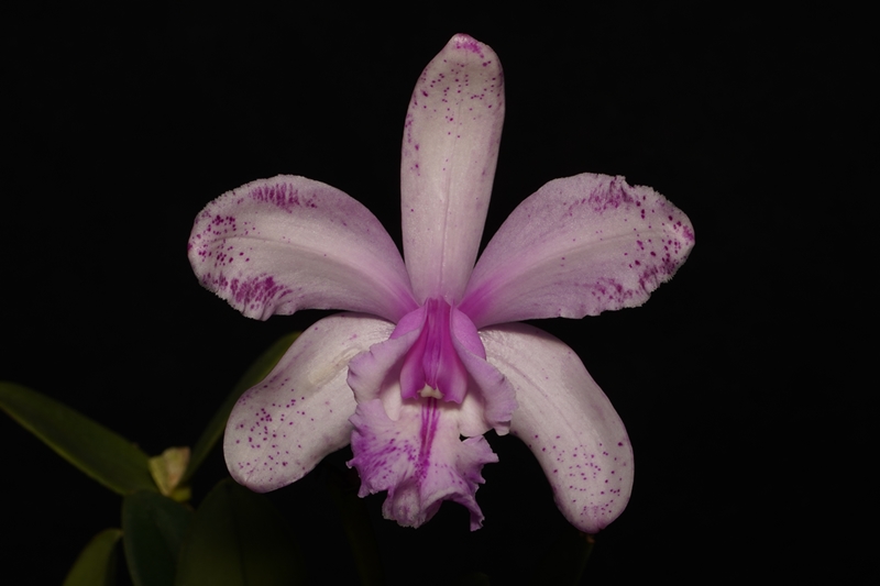 C. intermedia maculata ‘D. Pedro I’ – AWZ Orquídeas